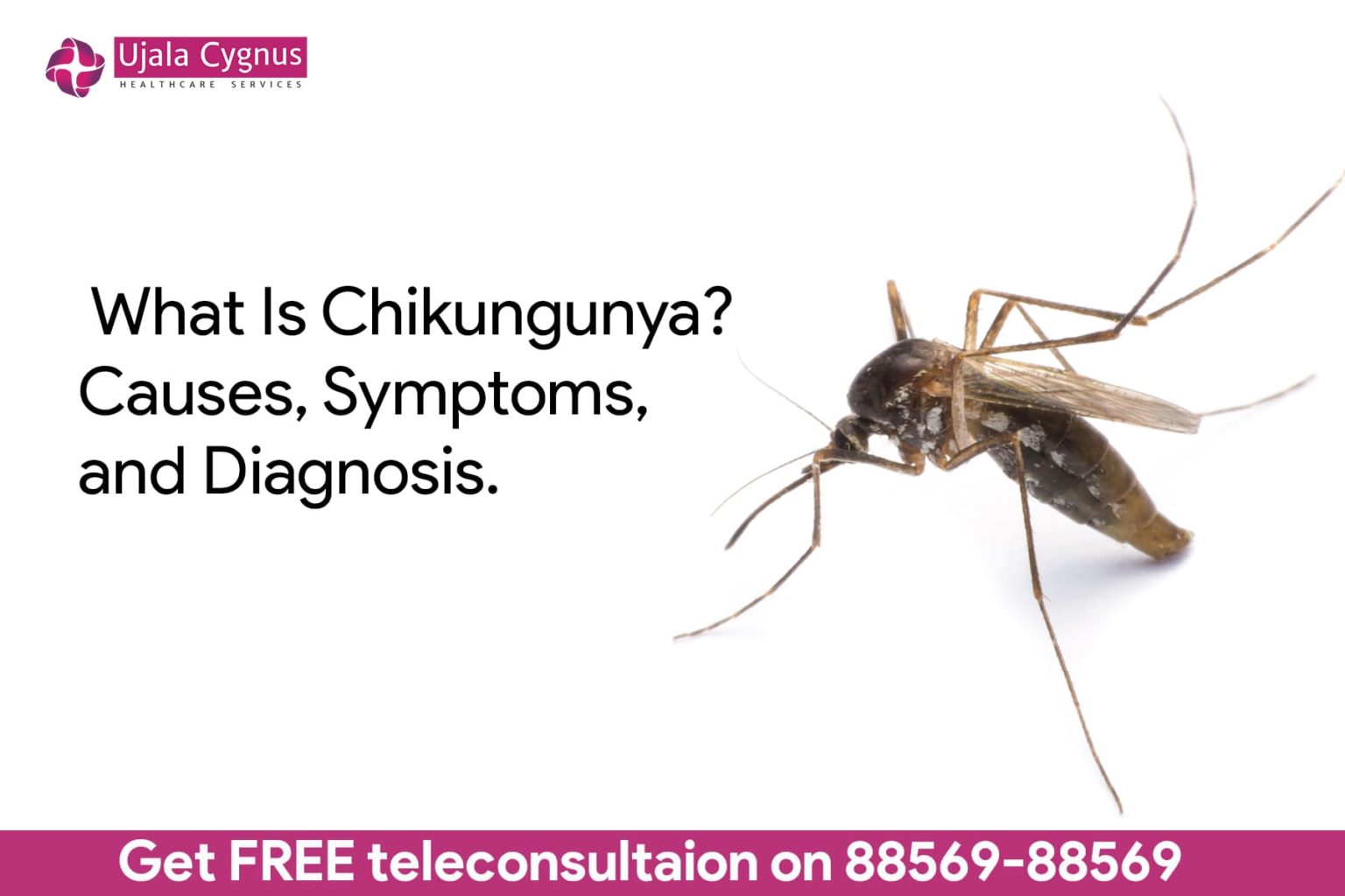 What Is Chikungunya? Causes, Symptoms, and Diagnosis | Ujala Cygnus